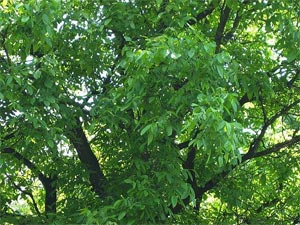 Le noyer : découverte