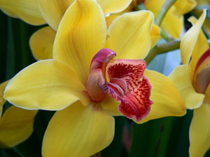 Cymbidium : cultiver et faire refleurir cette orchidée