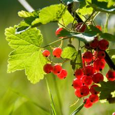 Groseillier : comment avoir des groseilles au jardin