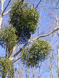 les vertus du gui… – astuces de grand-mère