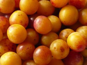Prune mirabelle
