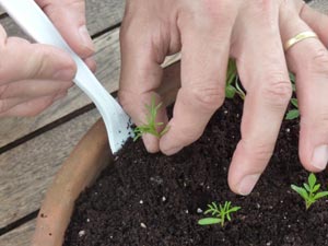 Réussir le repiquage : tous nos conseils
