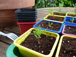 Réussir le repiquage : tous nos conseils