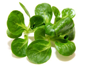 La mâche : nutrition, cuisine et santé