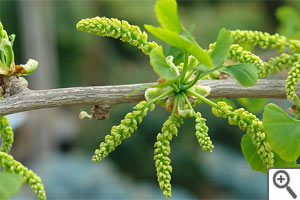 Arbres à chatons : un avant-goût de printemps