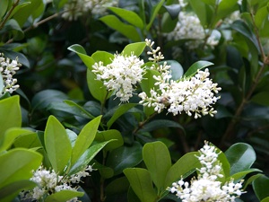 Troène : plantation, conseils de culture