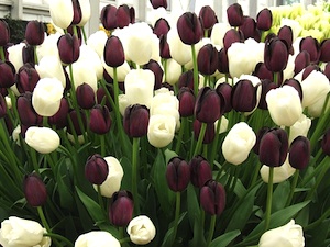 Savoir employer le noir au jardin