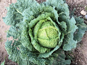 Chou: qualités nutritionnelles et gustatives