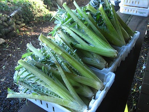 Cardon : semer, cultiver, récolter