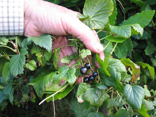 Cassissier : plantation, multiplication et entretien