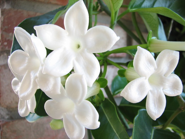Stephanotis floribunda, Jasmin de Madagascar Stephanotis floribunda, Jasmin de Madagascar
