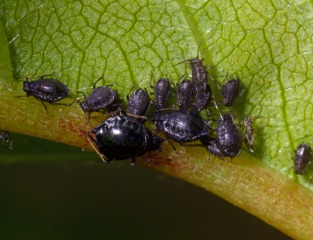 Identifier les pucerons sur les plantes qu'ils attaquent