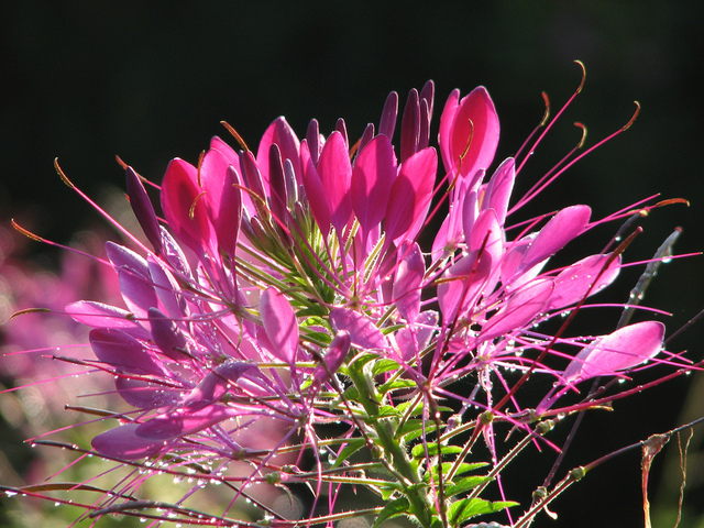 Cléome : Semis, Culture