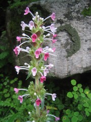 Morina longifolia : plantation, culture, entretien