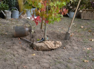 Transplanter un grand arbre : cernage, extraction, replantation
