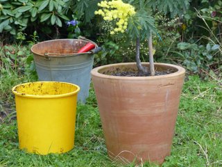 Entretenir un mimosa en pot