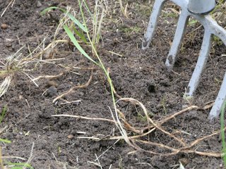 Comment se débarrasser du chiendent