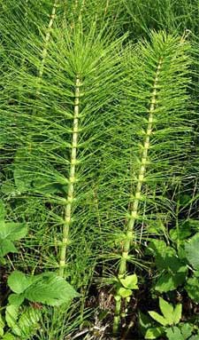 Prêle - tous nos sujets