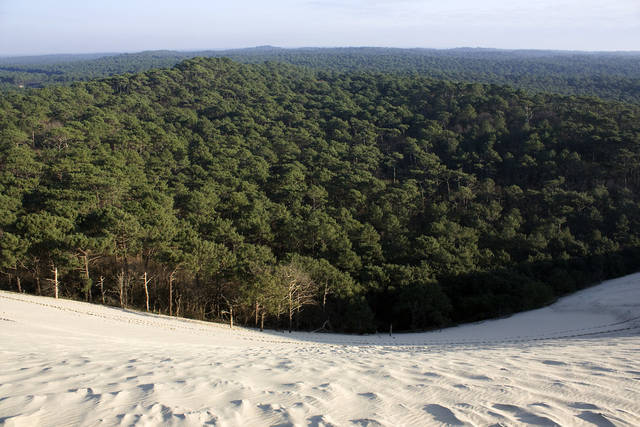 2) Forêt landaise vue de la dune du Pyla (Les plus belles forêts…