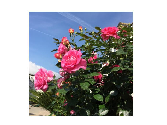 Rosier 'Parfum Royal' - Edition Nirp International-Les Roses du Succès