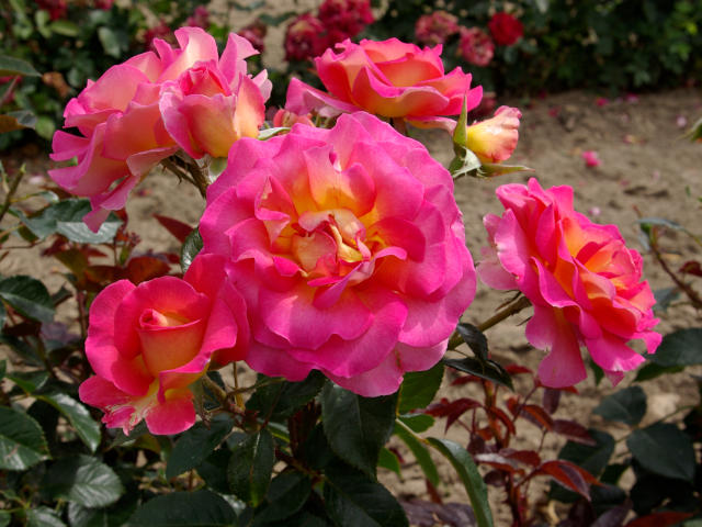 Rose 'Pink Paradise' - ©Pépinières Georges Delbard