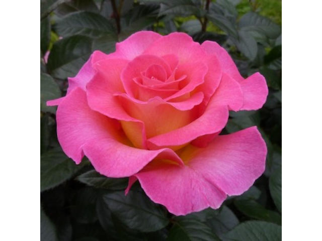 Rose 'Pink Paradise' - ©Pépinières Georges Delbard