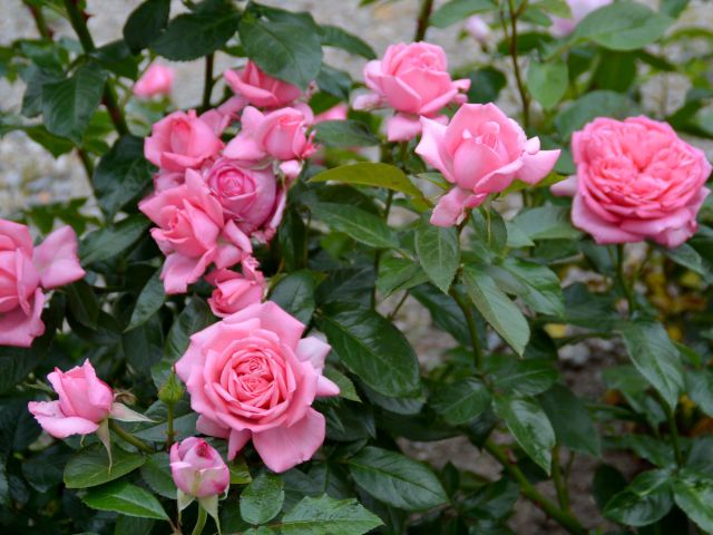 Rosier 'Rose de Molinard' en buisson - ©Pépinières Georges Delbard