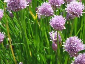 Ciboule de Chine : plantation, culture, récolte