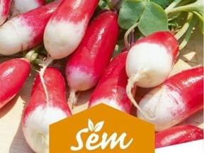 Les meilleurs radis à semer au printemps et en été