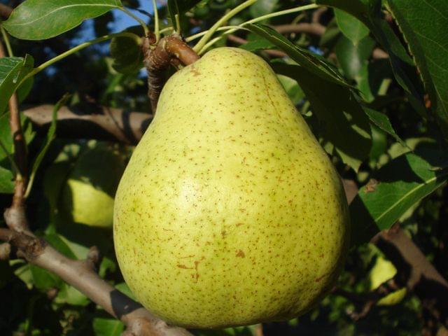 Poire 'Doyenne du Comice' dans l'arbre