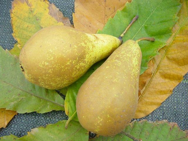 Poires 'Conférence'