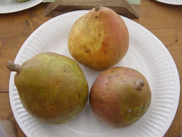 Poires 'Doyenne du Comice' à maturité
