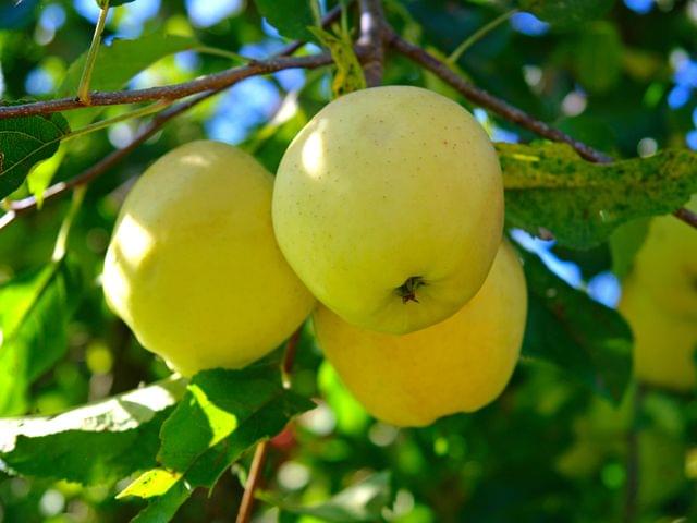 Pommes 'Golden delicious'