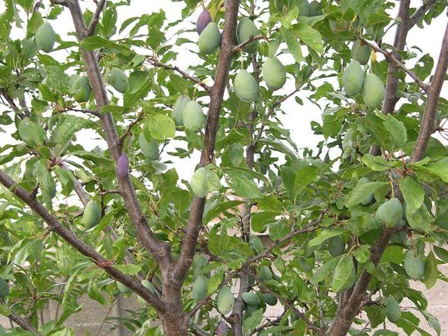 Fructification du prunier Quetsche d'Alsace