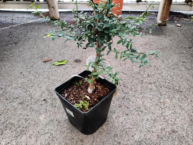 Citronnier caviar mini-tige C3L