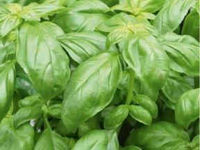 Basilic : semis, culture et récolte de cette aromatique incontournable