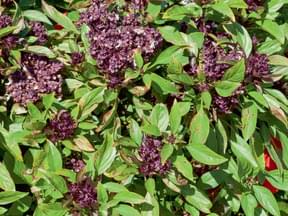 Basilic : semis, culture et récolte de cette aromatique incontournable