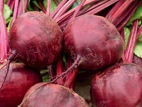 Betterave : semis, culture et récolte