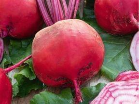 Betterave : semis, culture et récolte