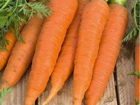 Carotte : semis et conseils de culture