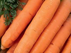 Carotte : semis et conseils de culture