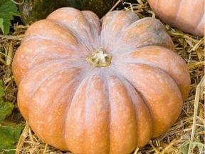 Variétés de courges : comment choisir