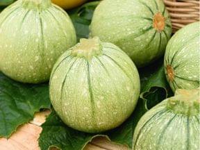 Courges et courgette : pollinisation manuelle