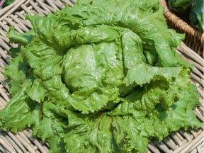 Choisir des laitues selon leur goût et la saison