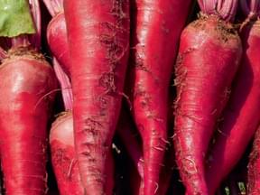 Betterave : semis, culture et récolte