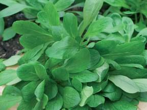 Mâche : une salade découvrir et à semer
