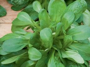 Mâche : une salade découvrir et à semer