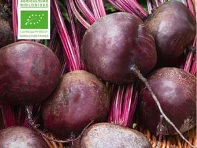 Betterave : semis, culture et récolte