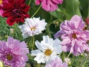 Semer les cosmos