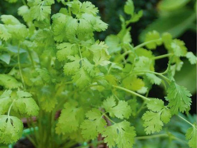 Coriandre